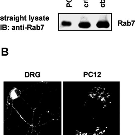 Expression Of Rab7 Protein In Pc12 Cells And Neurons A Western Blot