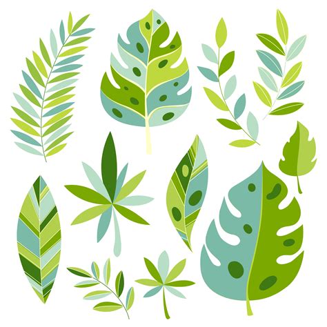 Vector Tropical Plants And Leaves Botanical Exotic Leaves 570612