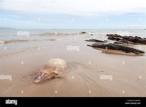 Pembrokeshire Uk 13th May 2017 Mass Landings Of Huge Barrel