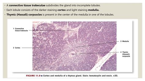 Histology Of Lymph Nodelymph Node Histology Pptx