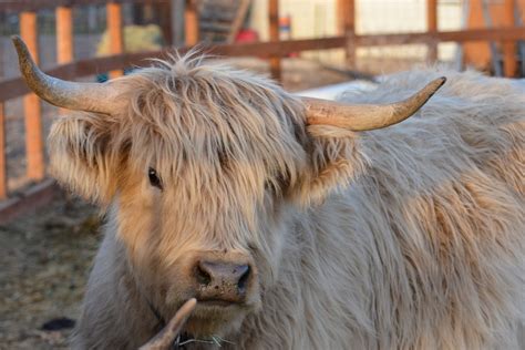 Scottish Highland Cattle Colors My Ever After Farm