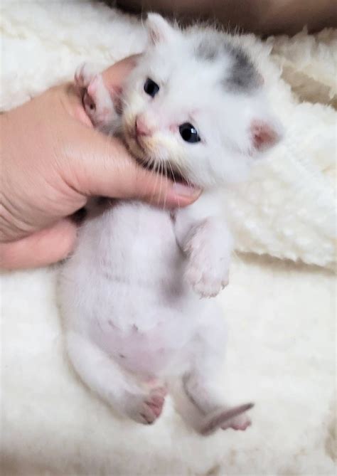【保護猫預かりスタッフ】 ねこ友会