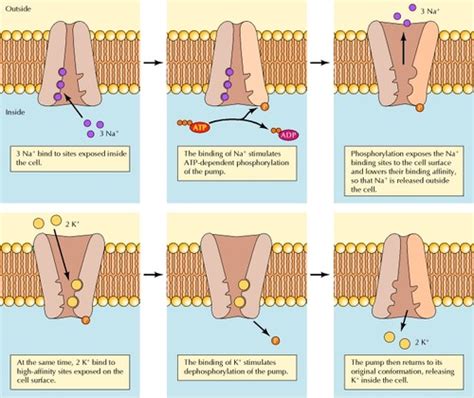 Membrane Transport Biology 151 Flashcards Quizlet