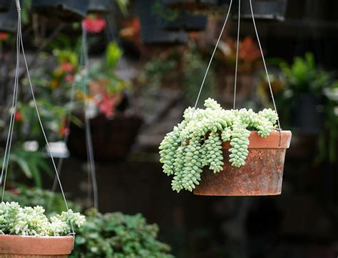 Guide To Sedum Morganianum How To Plant Care For Burro S Tail