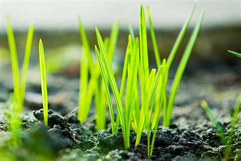 Repair Bare Spots In Your Lawn