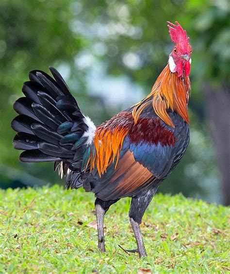 Gallus Gallus Monaco Nature Encyclopedia