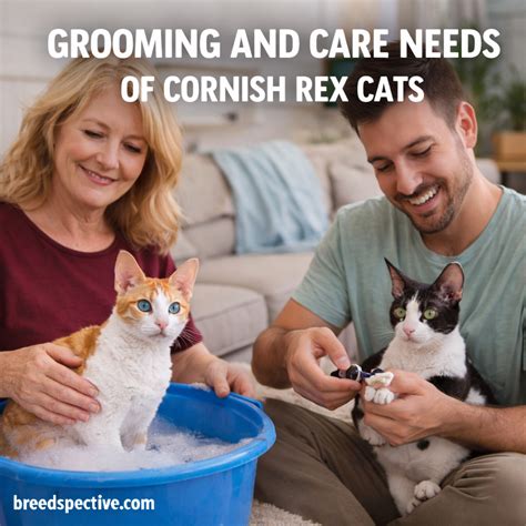 Grooming And Care Needs Of Cornish Rex Cats Breedspective