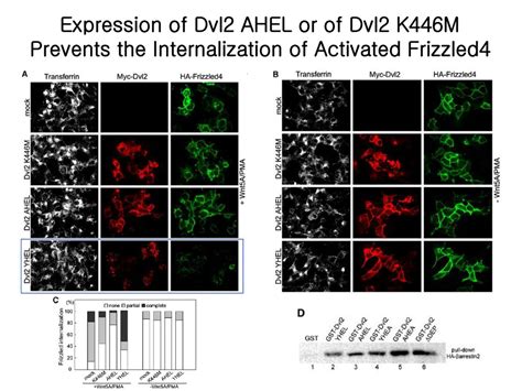 Yu A Et Al Developmental Cell 2007 Ppt Download