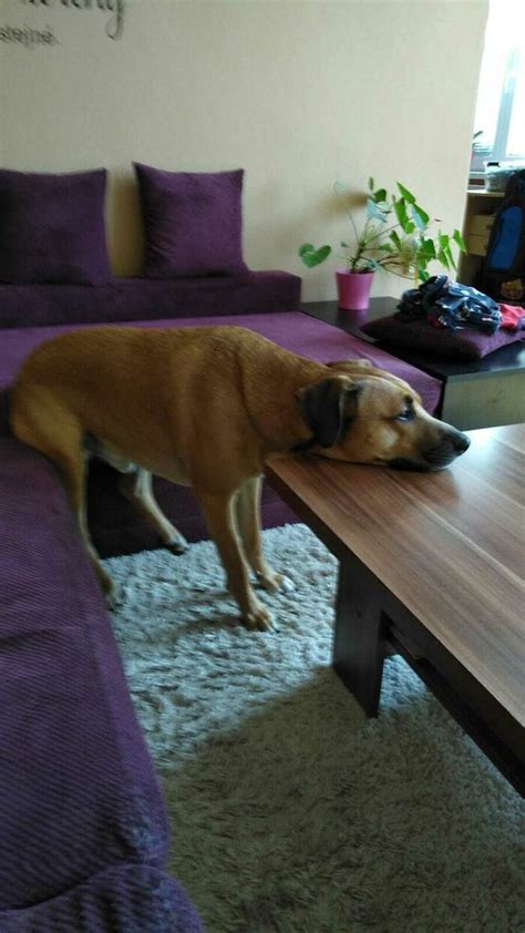 12 მტკიცებულება რომ ძაღლები კატებს უცნაურობაში არ ჩამოუვარდებიან გურიის მოამბე