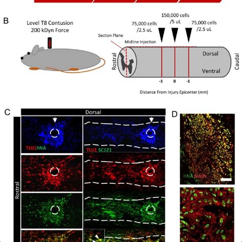Characterization Of Human Ventral Spinal Neural Progenitors