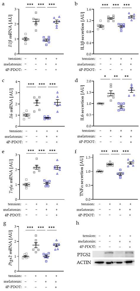 Impact Of Melatonin And Tensile Strain On Gene And Protein Expression
