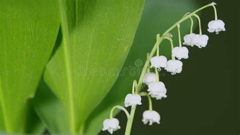 Lily Of The Valley On The Stigma Of A Flower Made A Drop Of Water