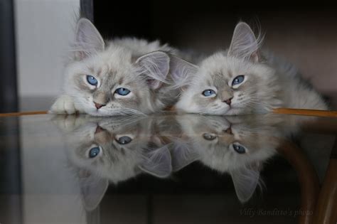 Ask Us About Siberian Kittens For Sale Iz Tverskogo Knyazhestva And