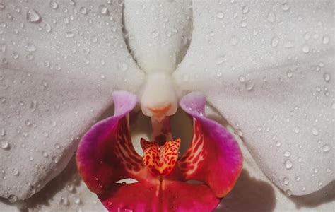 Flor Sexy Vulva Clitóris Vagina Orgasmo Primavera Temporada Flor Orquídea Erótica Close Up Amor