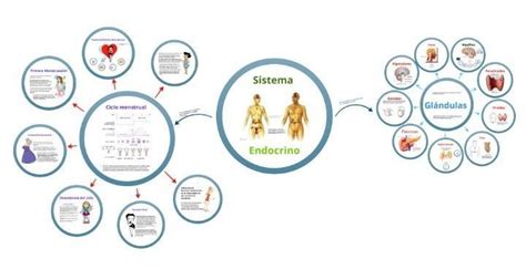 Un MAPA MENTAL De Las Hormonas Del Sistema Endocrino Que Regulan Las