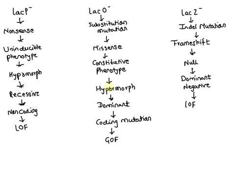 Solved Build A Concept Map Of Mutation Types Lacp Laco Lacz Frameshift Coding Dominant Null
