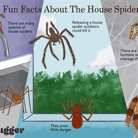 Giant House Spiders Bite