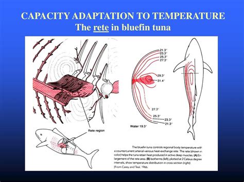 Bluefin Tuna Adaptations At Kathaleen Velasquez Blog