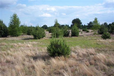 Seral Succession Wildlife Mitigation Planning Environmental