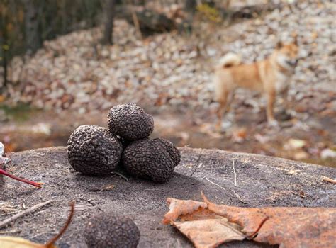 What You Need To Know About Growing Truffles