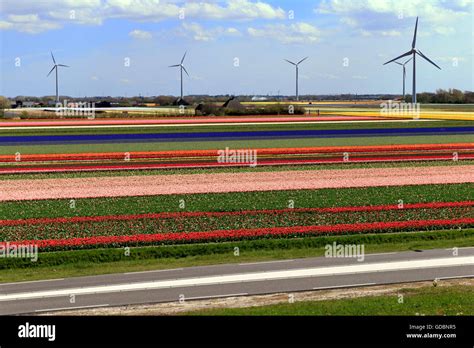 Tulips Field Netherland Wind Wheel Alkmaar Stock Photo Alamy