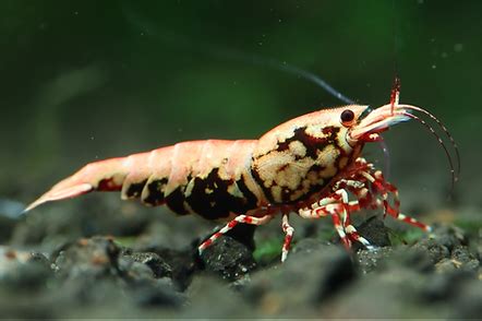 Shrimp Mania Aquarium Shrimp Shop