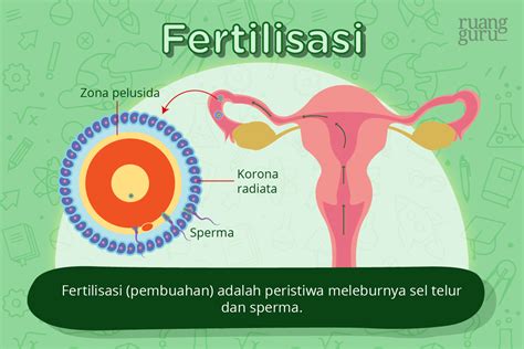 Mengenal Organ Reproduksi Wanita Struktur Dan Fungsinya