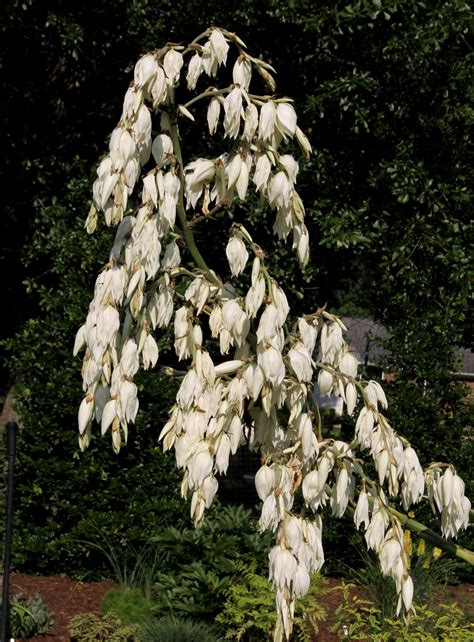 Weeping Pink Texas Yucca Flowerkisser Weeping Pink Texas Yucca