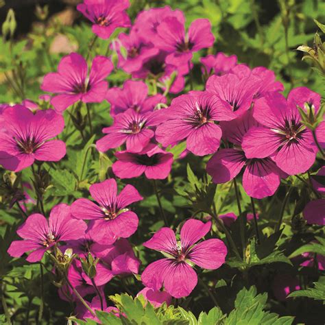 Geranium Patricia