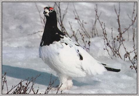 Willow Ptarmigan Lagopus Lagopus 사할린뇌조 雷鳥늪뇌조 Display