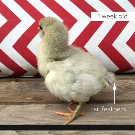 Cyndi Dads Chickens Plus Mark Artofit