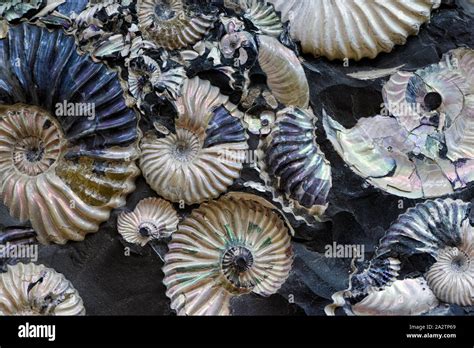 Backgrounds And Textures Remains Of Fossilized Seashells In A Black