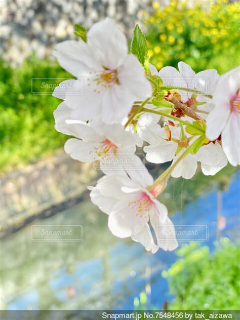 真間川の桜の写真画像素材 Snapmartスナップマート
