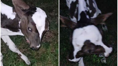 ¡insólito Nace Extraño Ternero De Dos Cabezas En Itapúa Última Hora