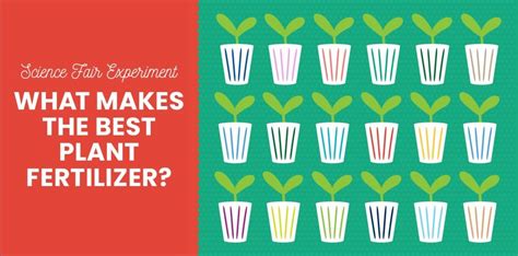Science Fair Experiment What Makes The Best Plant Fertilizer Little