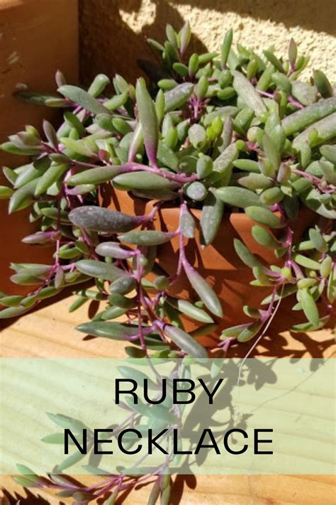 Trailing Succulents A Comprehensive Guide To 7 Stunning Succulents