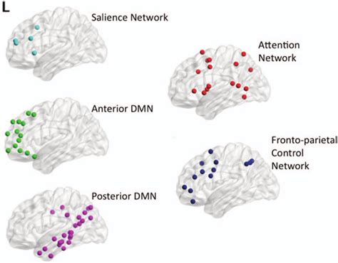visualizations of subsystems created with brainnet viewer xia wang