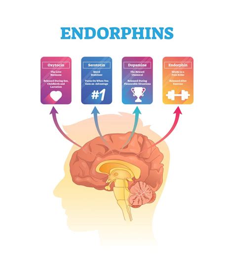 Agmatine A Mean To Increase Endorphins Level