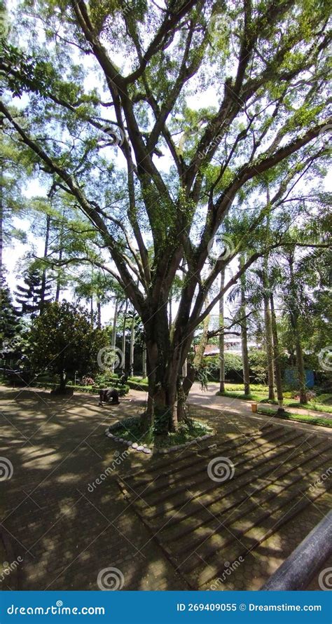 A Tree That Records Every Moment Stock Image Image Of Lawn