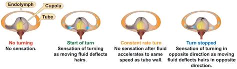 Otolith Organs And Semicircular Canals