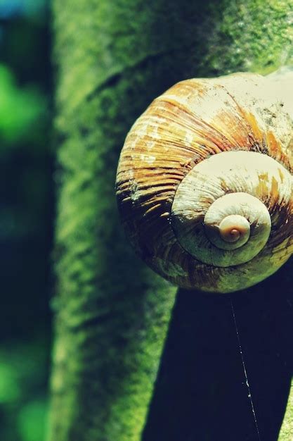 Premium Photo Close Up Of Shell On Leaf