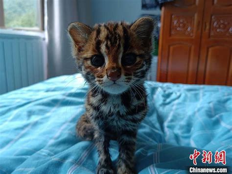 西藏移民警察救助国家二级保护动物豹猫 勒布 管理 进行