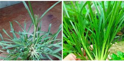 What Are The Health Benefits Of Paragis Grass Nigerian Health Blog