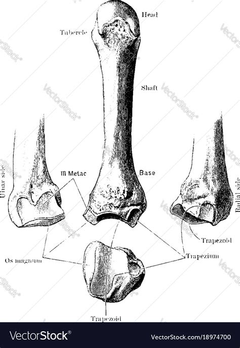 Second Metacarpal Bone Vintage Royalty Free Vector Image