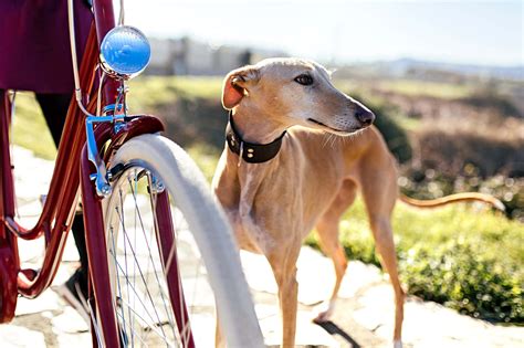100 Fondods De Galgos Wallpapers