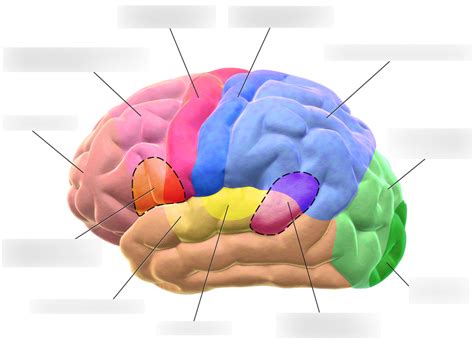 Diagram Of Section 2 Multi Modal Perception Quizlet