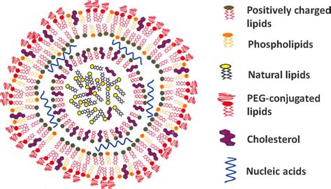 Schematic Illustration Of An Mrna Based Sars Cov 2 Lipid Nanoparticle