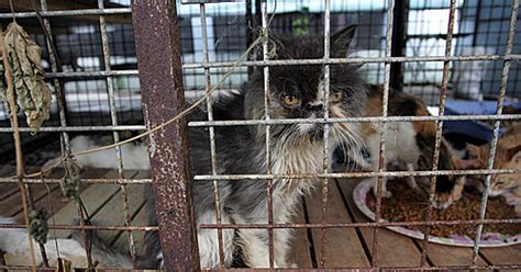 철창 밖을 응시하는 고양이