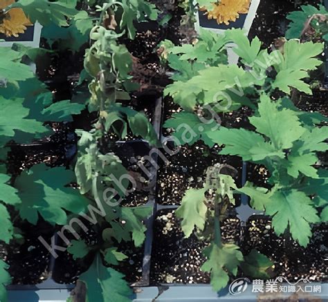 菊花莖腐病 菊花主題館 農業知識入口網