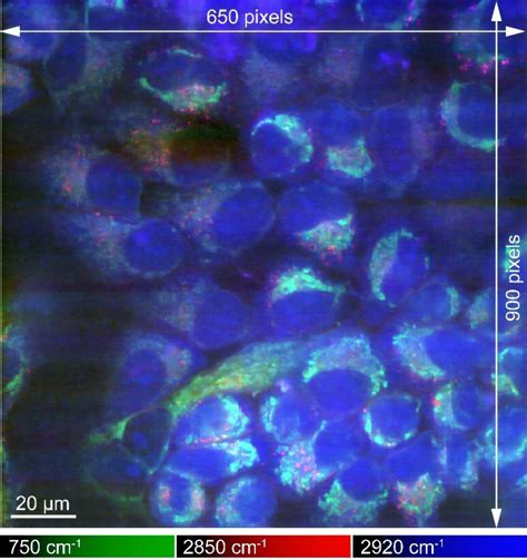 A Microscopia Raman Aprimorada Oferece Imagens Químicas Mais Claras De